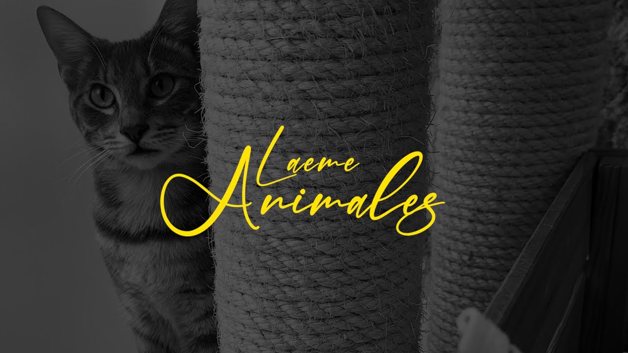 LAEME - Animales (Videoclip Oficial) - YouTube