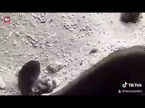 Tüküren balıklar 👍🏼✋🏻