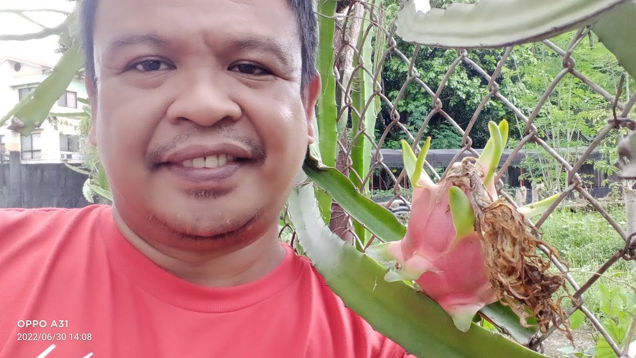 Hinog na ang bunga ng dragon fruit ko/KUYA REY MIX VLOG - YouTube