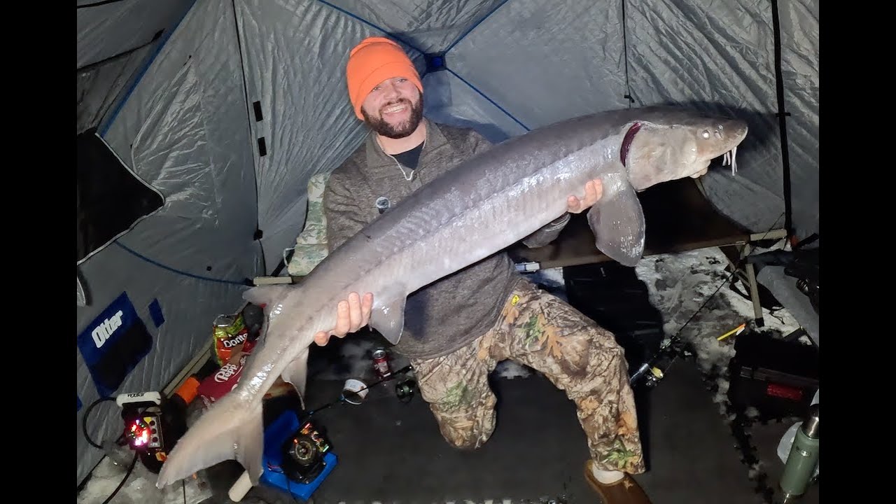 Catching HUGE!!! Lake Sturgeon on the St. Croix River (PREHISTORIC FISH ...
