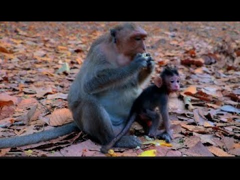 Baby tiny monkey cute with Mom Ching eating fruit Banana. - YouTube
