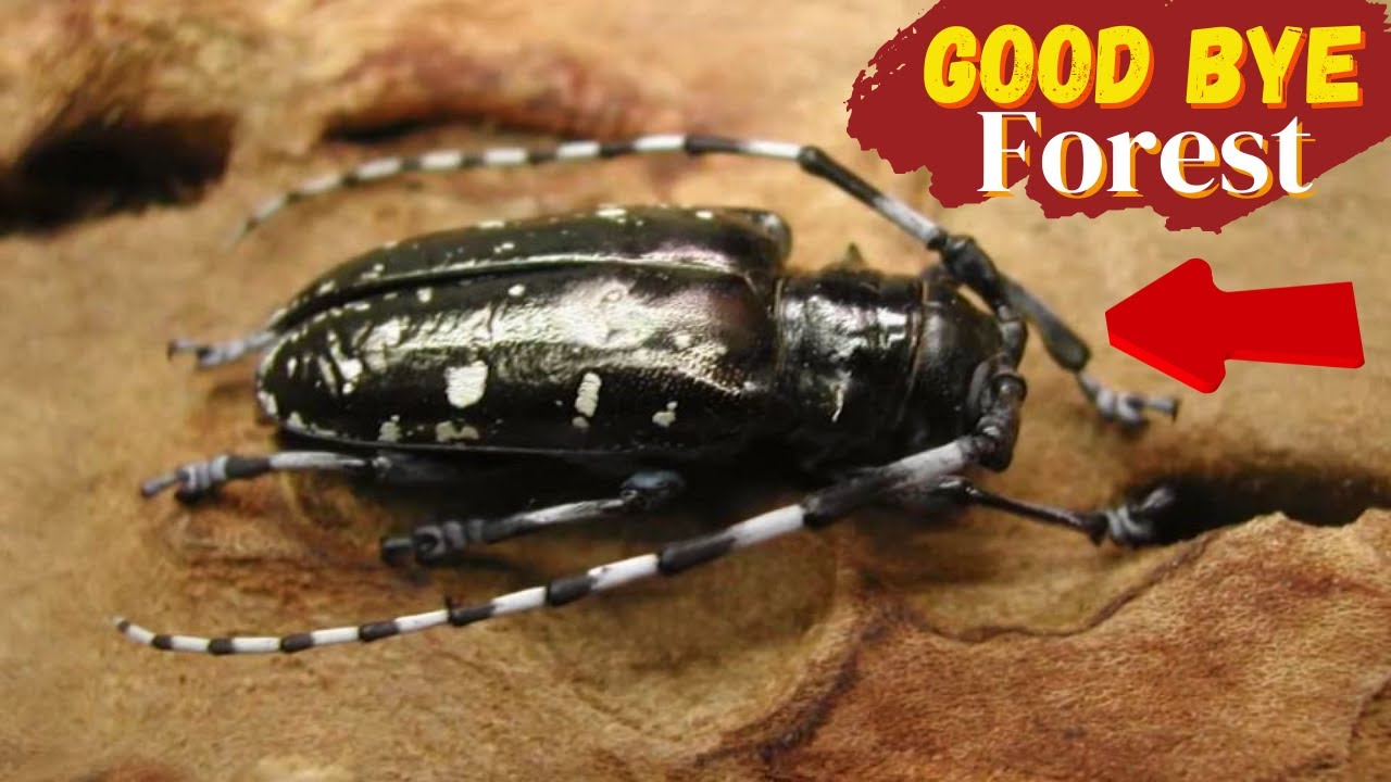 The HIDDEN THREAT in Ontario's Forests The Asian Long-Horned Beetle ...