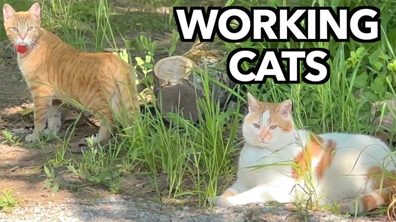 A Barn Cats Natural Instincts Defend Our Farm - YouTube