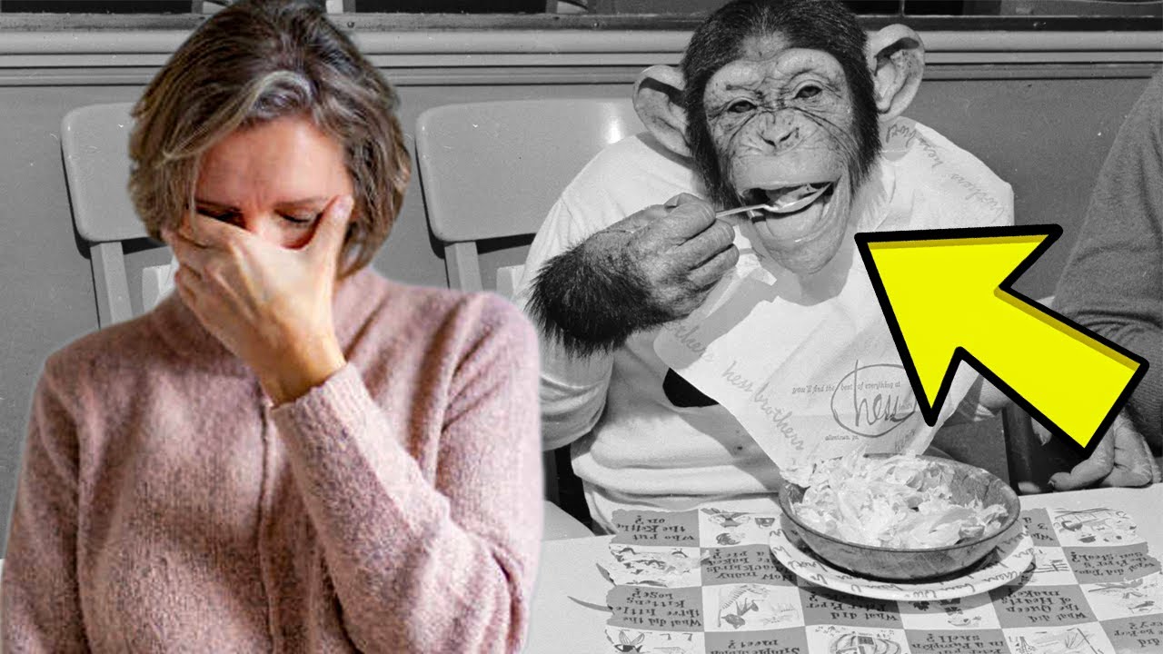 The Troubling Story Of The Female Chimpanzee Who Was Raised As A Human ...