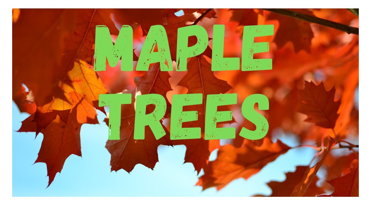 MAPLE TREES' LEAVES DROPPING - YouTube