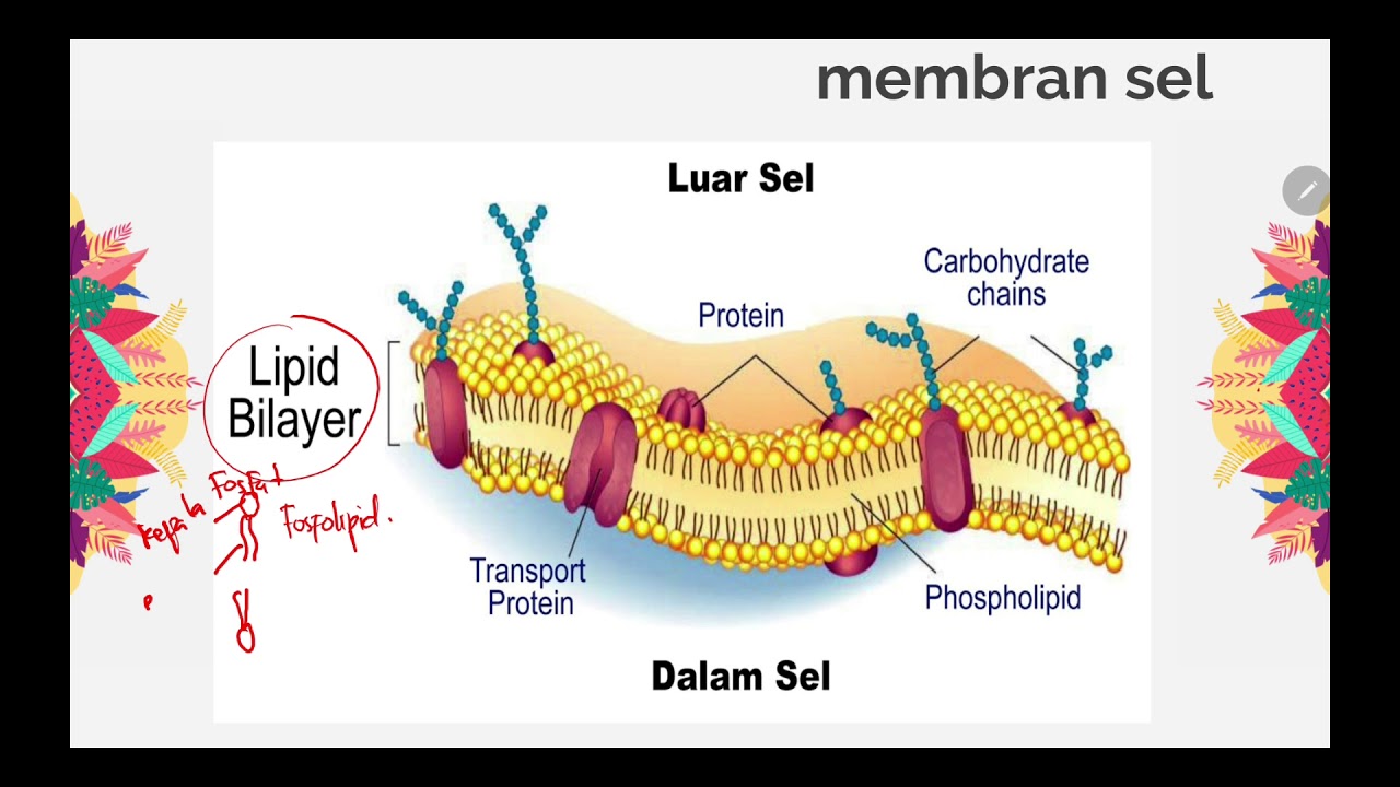 STRUKTUR DAN SIFAT MEMBRAN SEL - YouTube