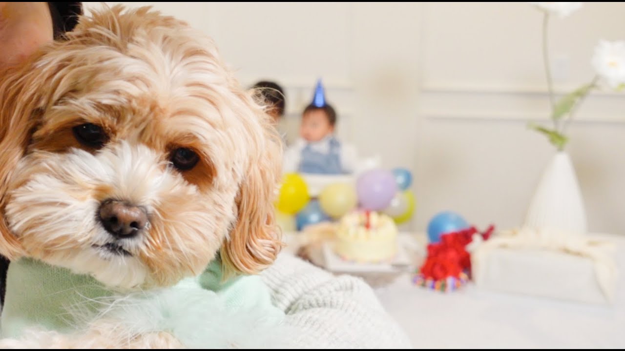 Celebrating My Baby Brother's First Birthday Korean Style! - YouTube