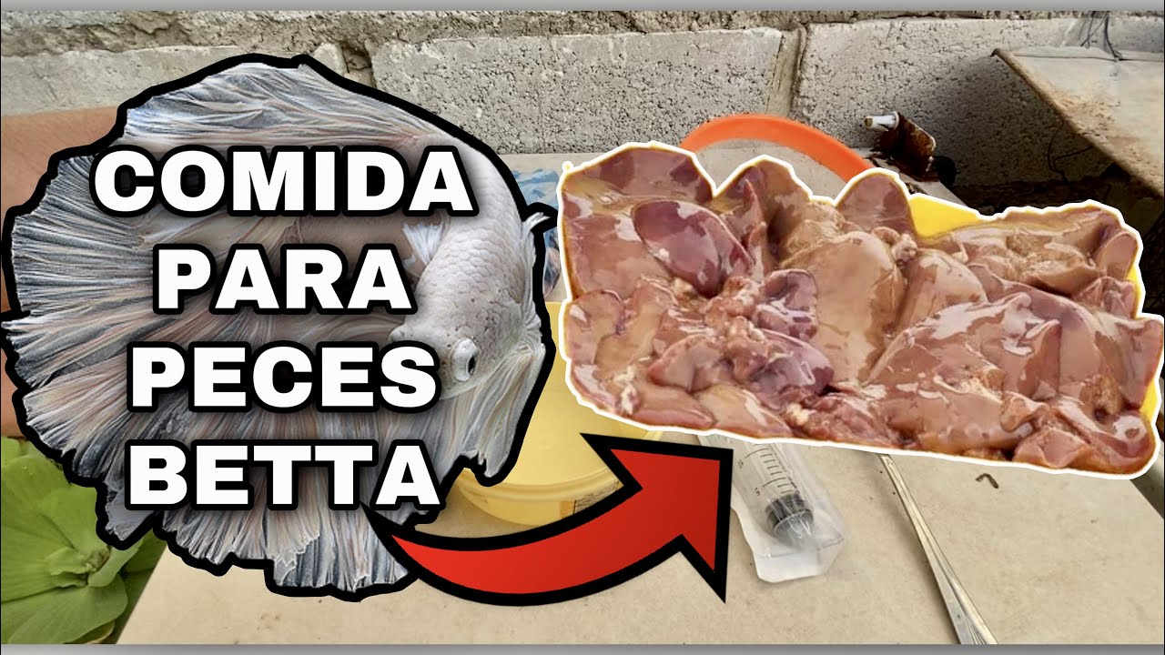 QUE COMEN LOS PECES BETTA? Pezbetta2.0 - YouTube