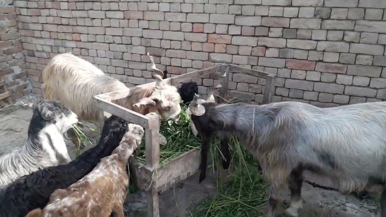 Dera Din Panah Goats For Sale| DDP Goats Pregnant Goat And Kids For ...