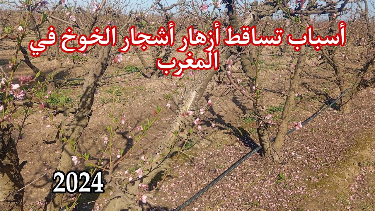 أسباب تساقط أزهار أشجار الخوخ في المغرب Causes Of Peach Trees Blossoms Falling Youtube