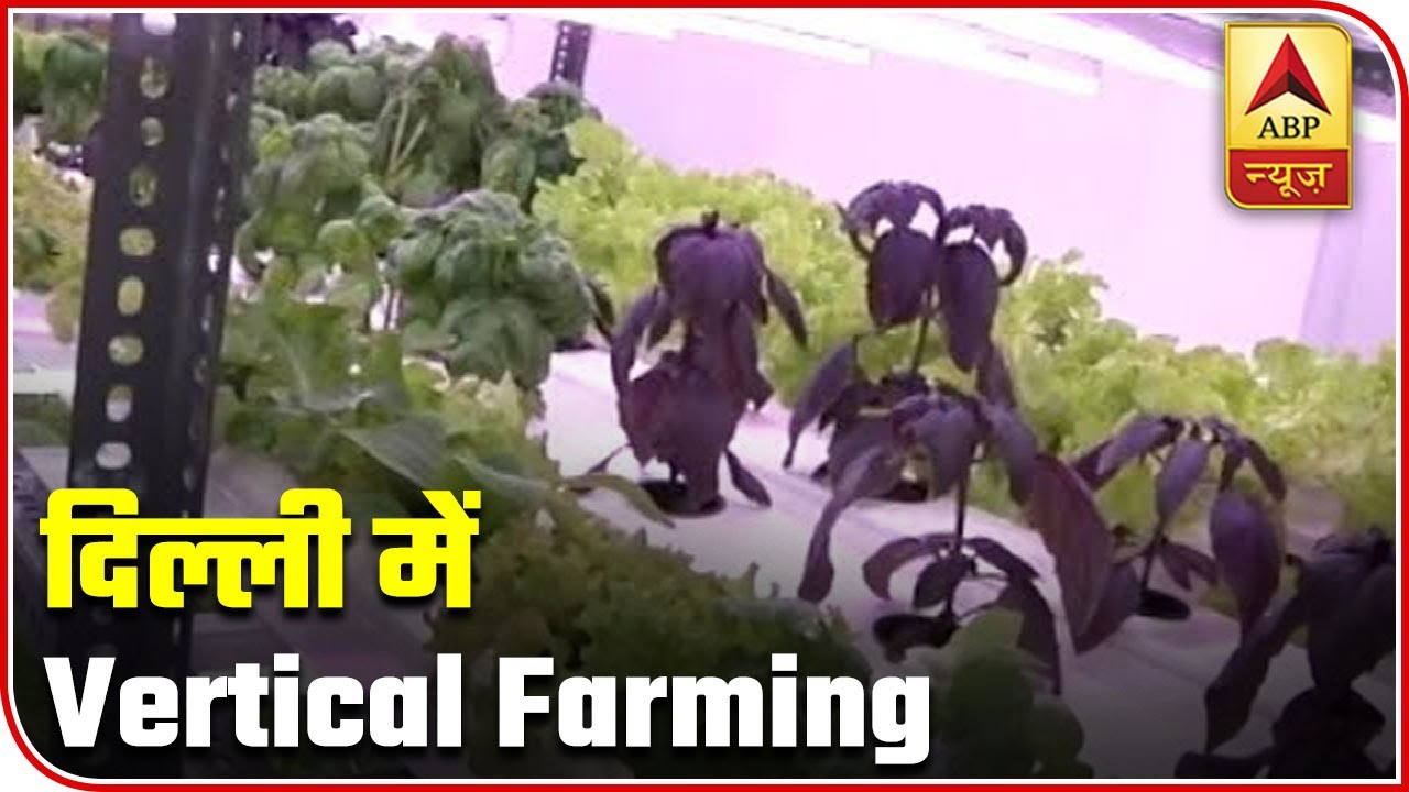 Vertical Farming In Delhi: Know All About Growing Plants Without Soil ...