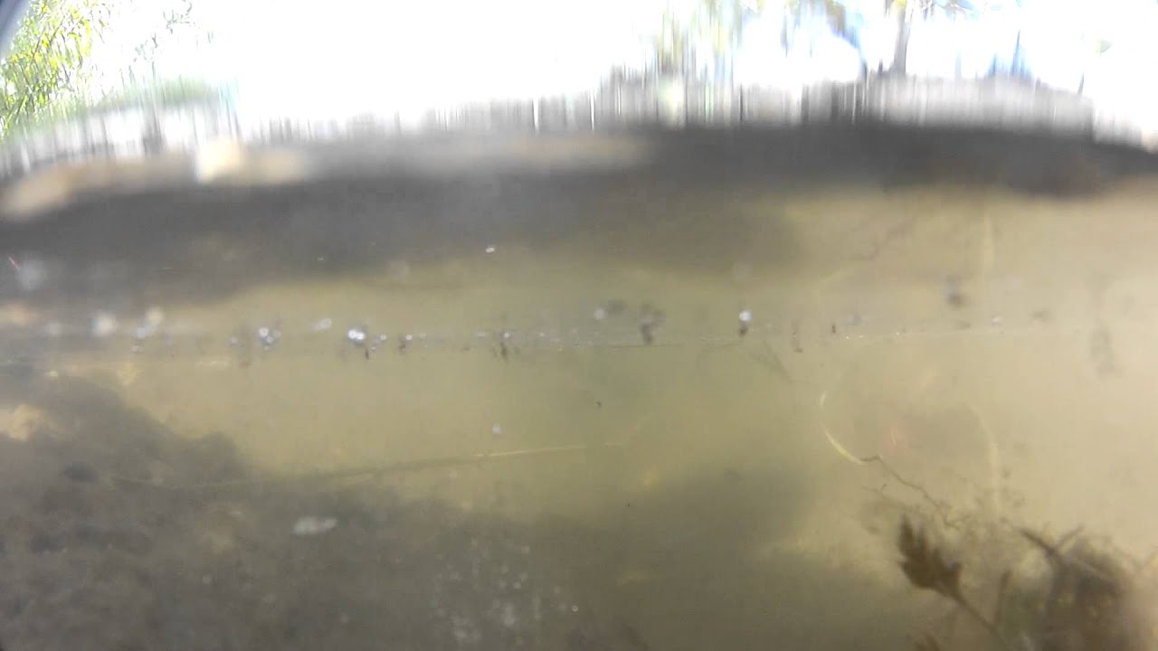 Hundreds of fish in a puddle - YouTube