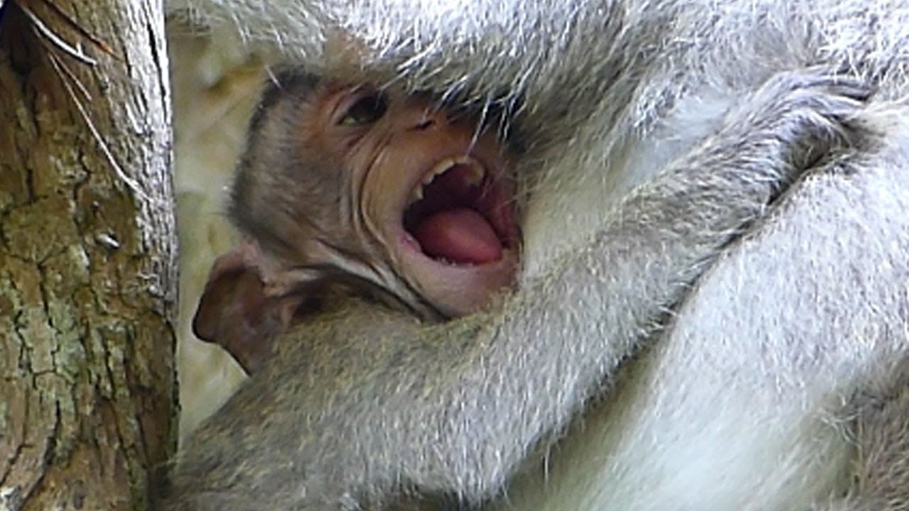 baby monkey cry terrible by deep hungry cos mom Refuse milk - YouTube