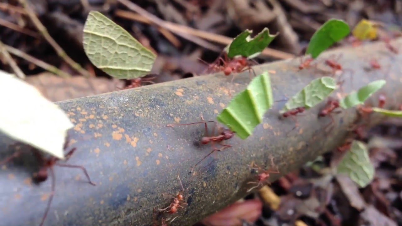 hard working ants - YouTube