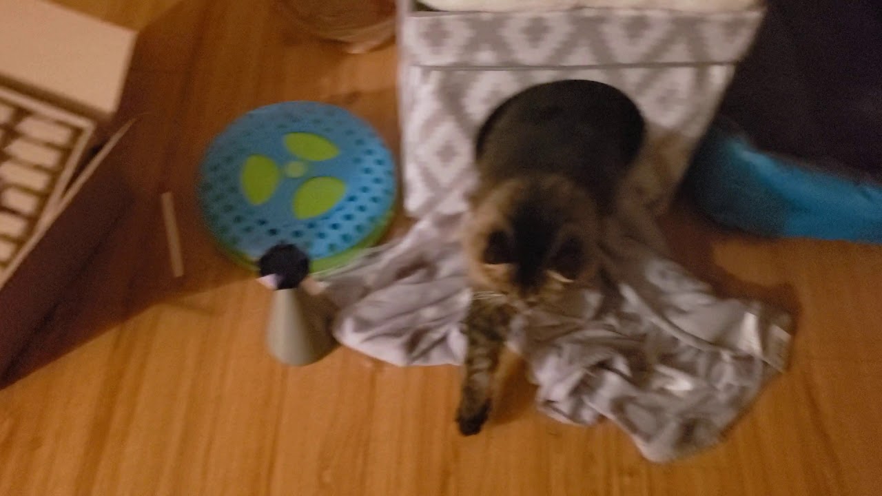 pan shot of cats little area - YouTube