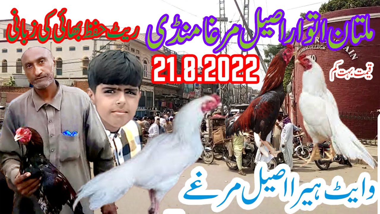 Multan birds Market || 21.8.2022|| birds pets parrots finche java # ...