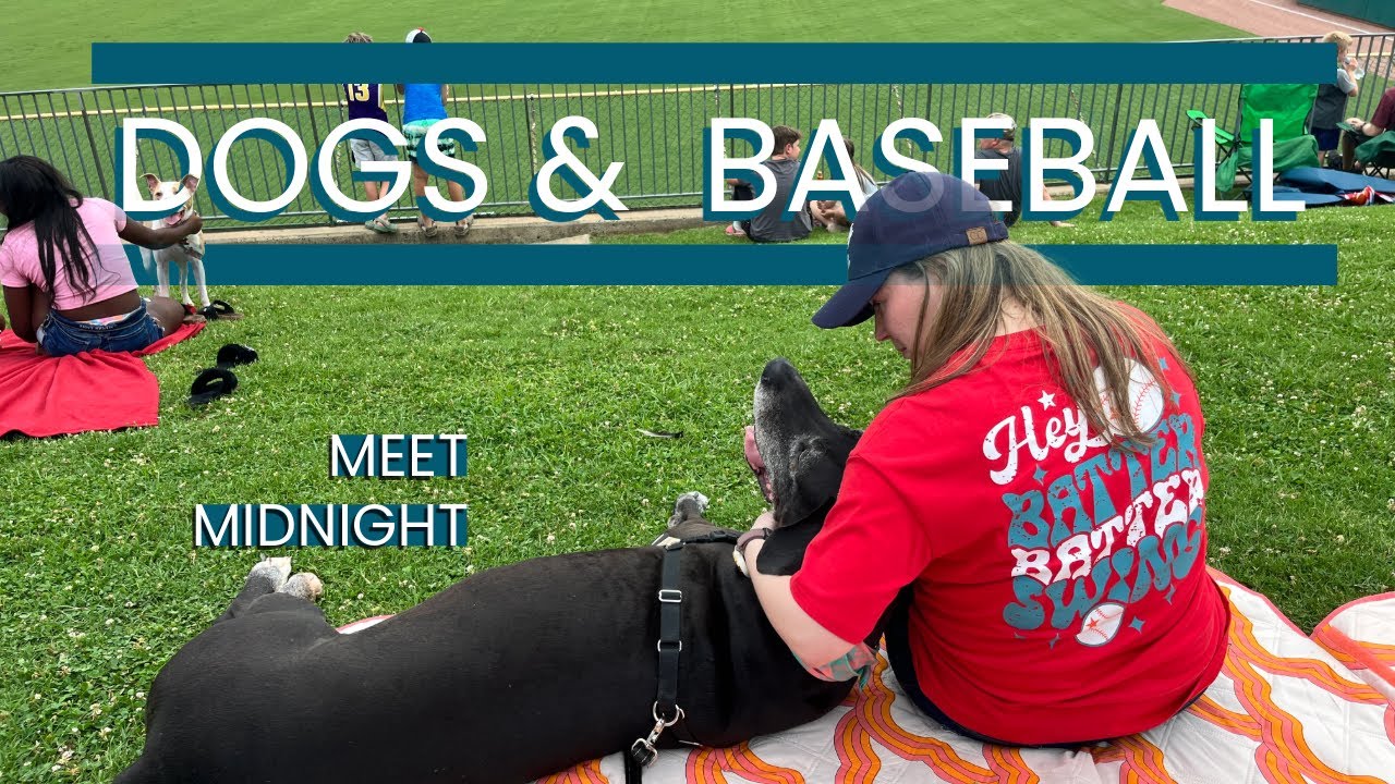 baseball, dogs, and a midlife crisis - YouTube