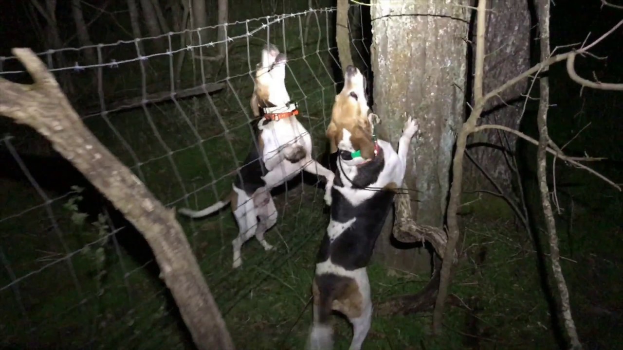 Coon Hunting March-25-17 - YouTube