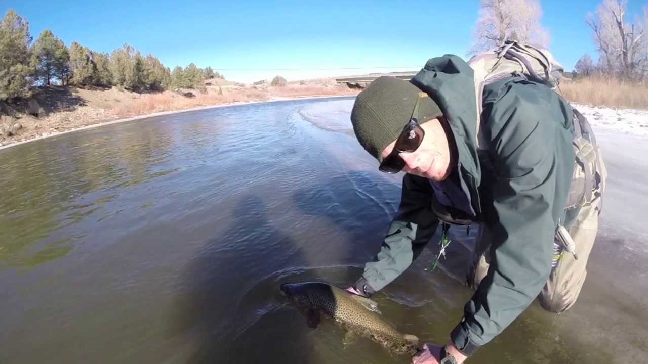 Animas River Brown Trout - YouTube