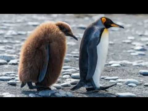 flight and flightless birds - YouTube