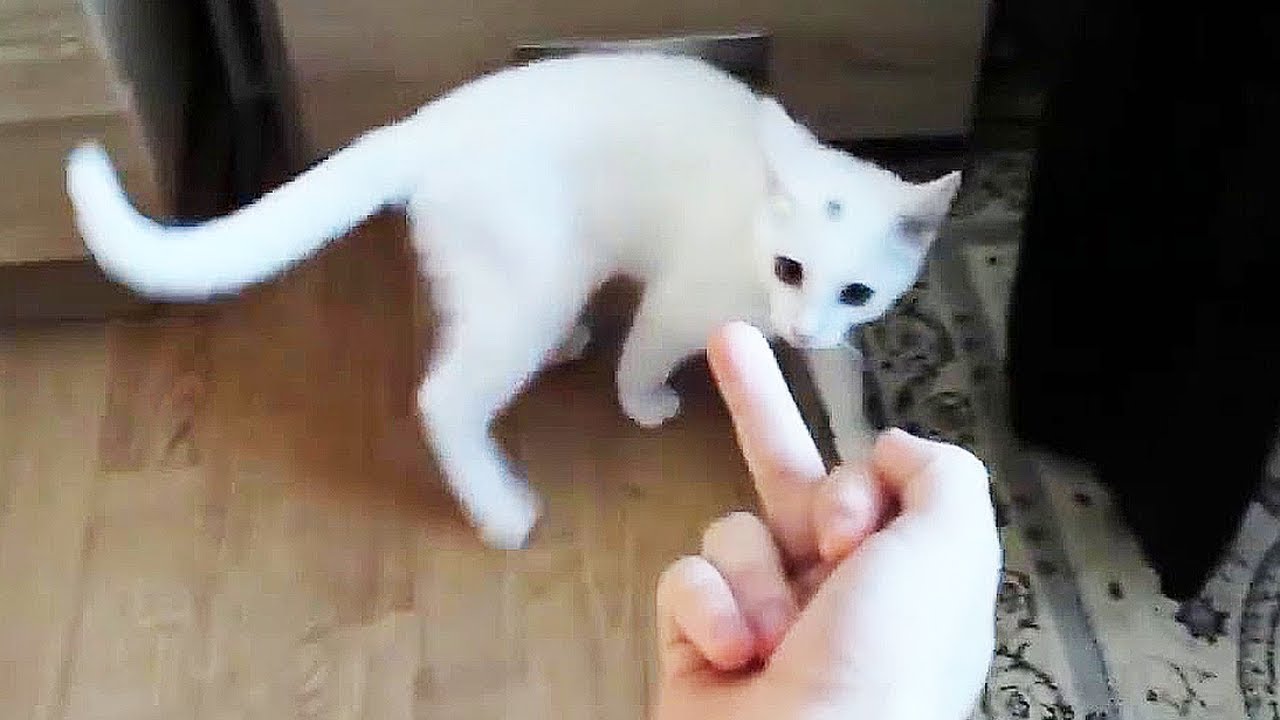 BEST DANK CAT MEMES COMPILATION OF 2021 funny videos (fakememe TikTok ...