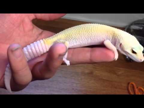 Ember leopard gecko - YouTube
