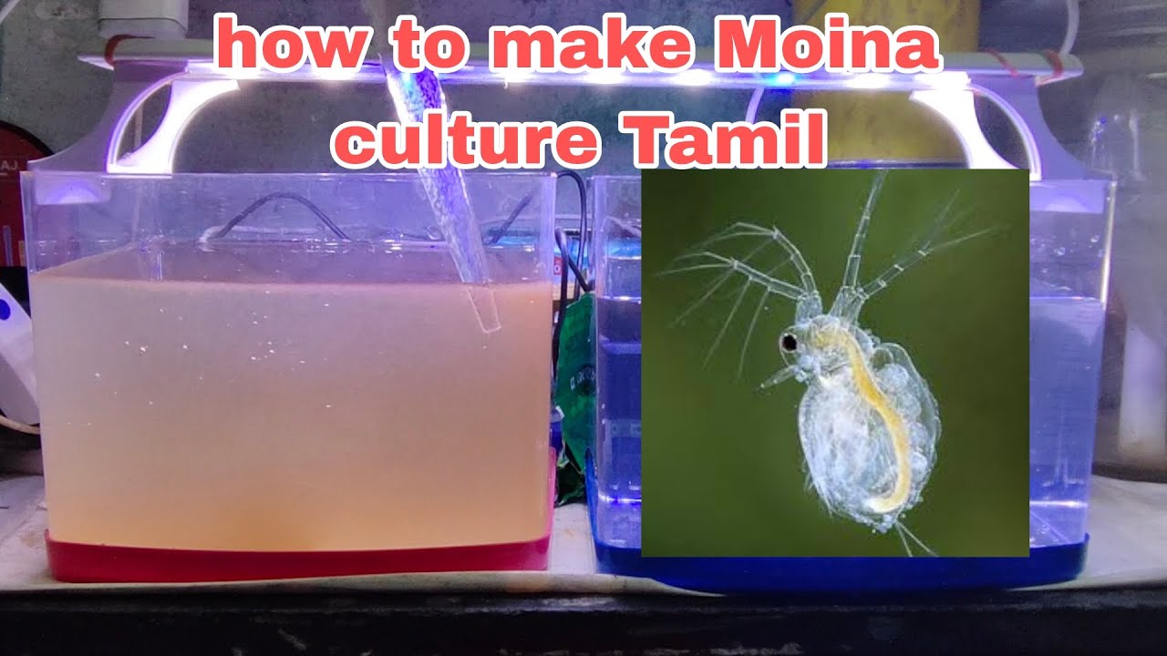how to make Moina culture Tamil || KAMAL FISH FARM - YouTube