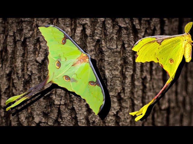 African Moon Moth Face