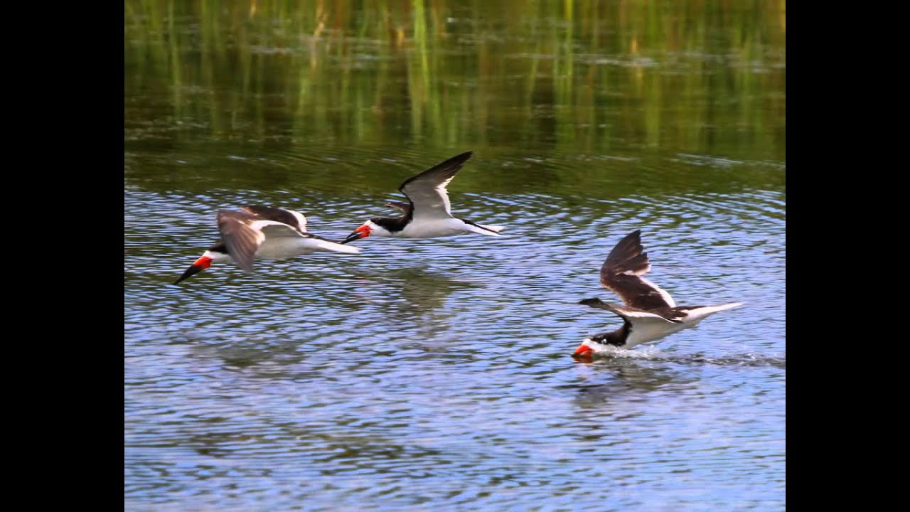 Cape May Wildlife 2013 - YouTube