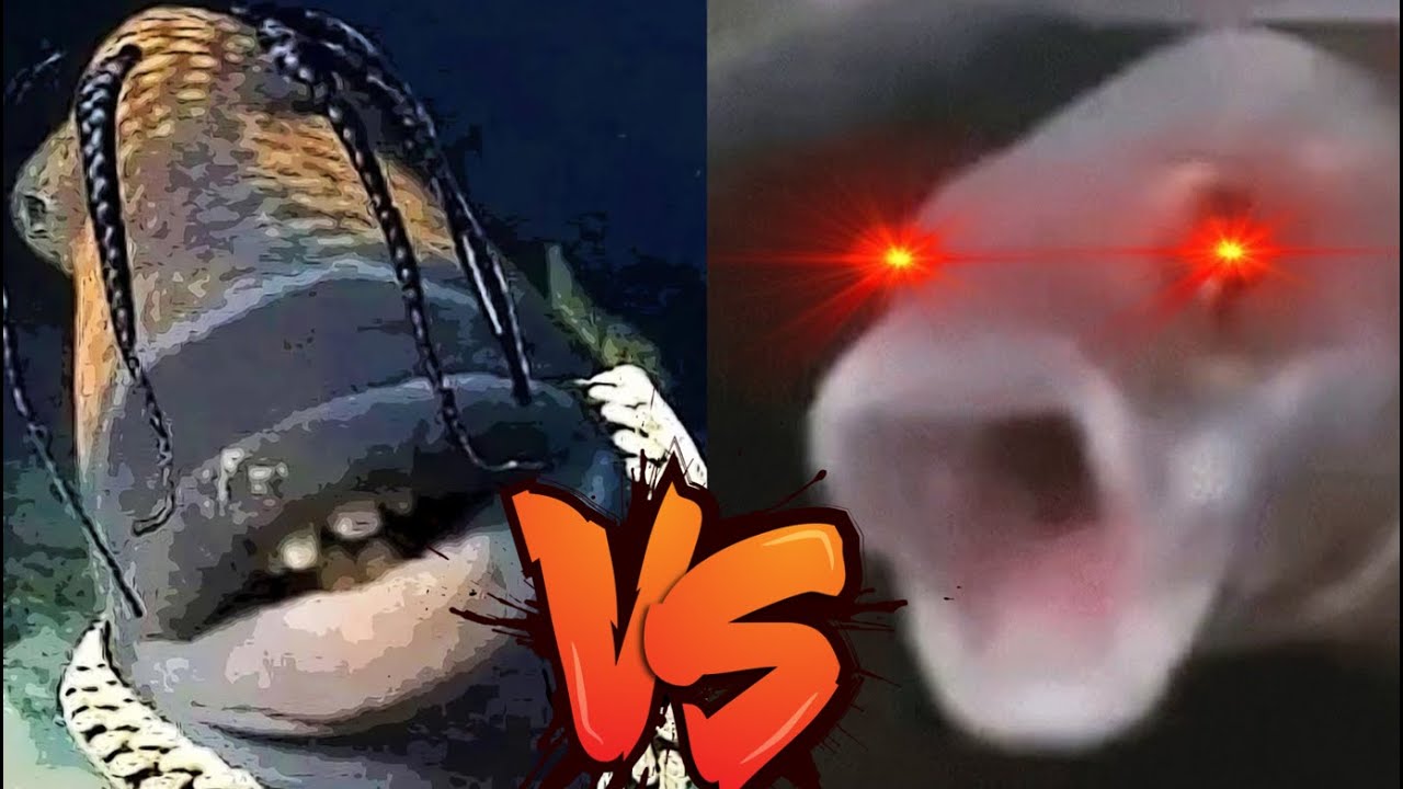Top 5 Fish Funny Memes ( Fish Vs Man ) - YouTube