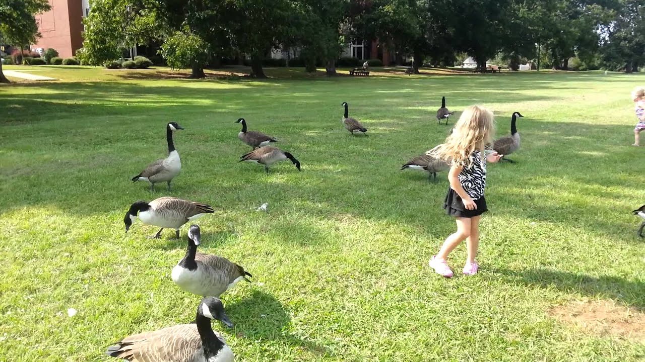 catch the geese - YouTube