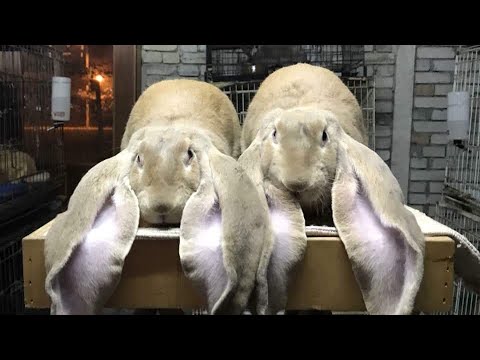 Rabbit breeding checquered joint rabbit bunny 03450406704 - YouTube
