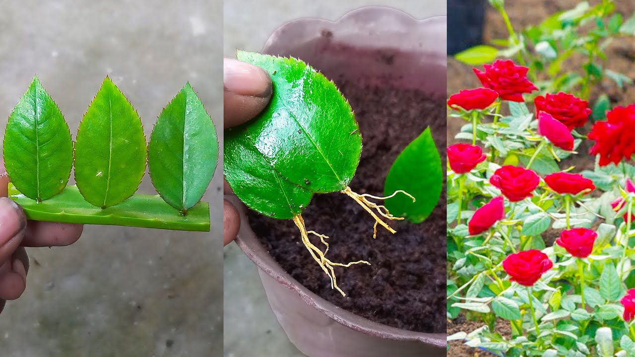 You will know one more way to propagate roses when you know this | Rose ...