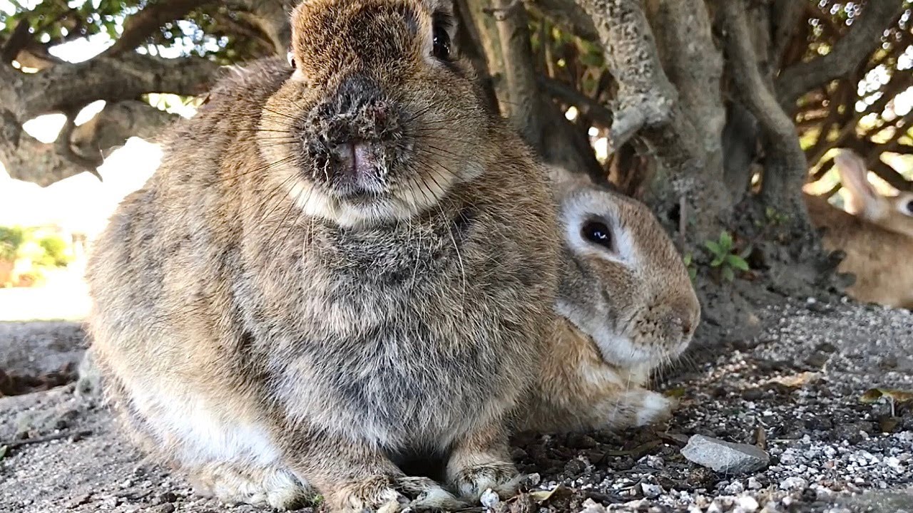 Rabbit that looks like fluffy bread - YouTube