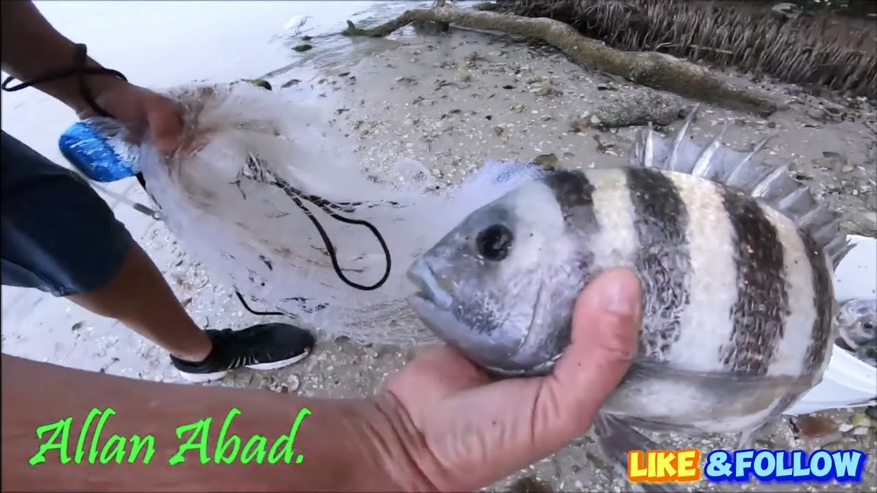 AHORRA MUCHO DINERO 💰 🤑 💸 PESCANDO CON ATARRAYA, MIRA MI TECNICA DE ...