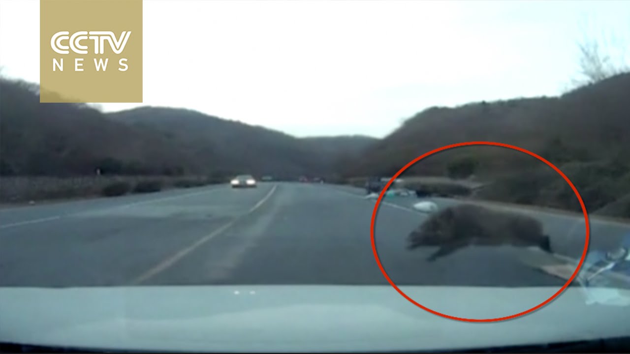 Wild boar meets BWM in a highway collision - YouTube