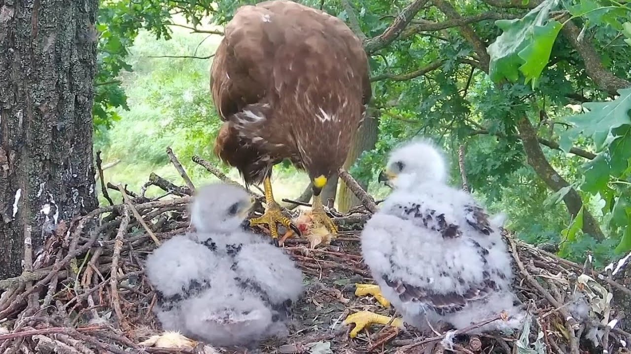 Common Buzzards | Mom bring one more chick in breakfast | May 28, 22 | 6.37 - YouTube