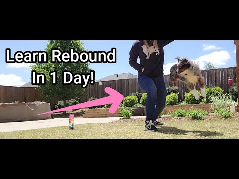 How to: Teaching Rebound Dog Trick in 1 Day! - YouTube