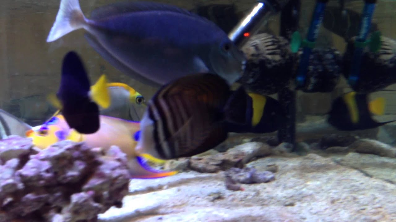 Asfur Angel $159 - Red Sea - YouTube