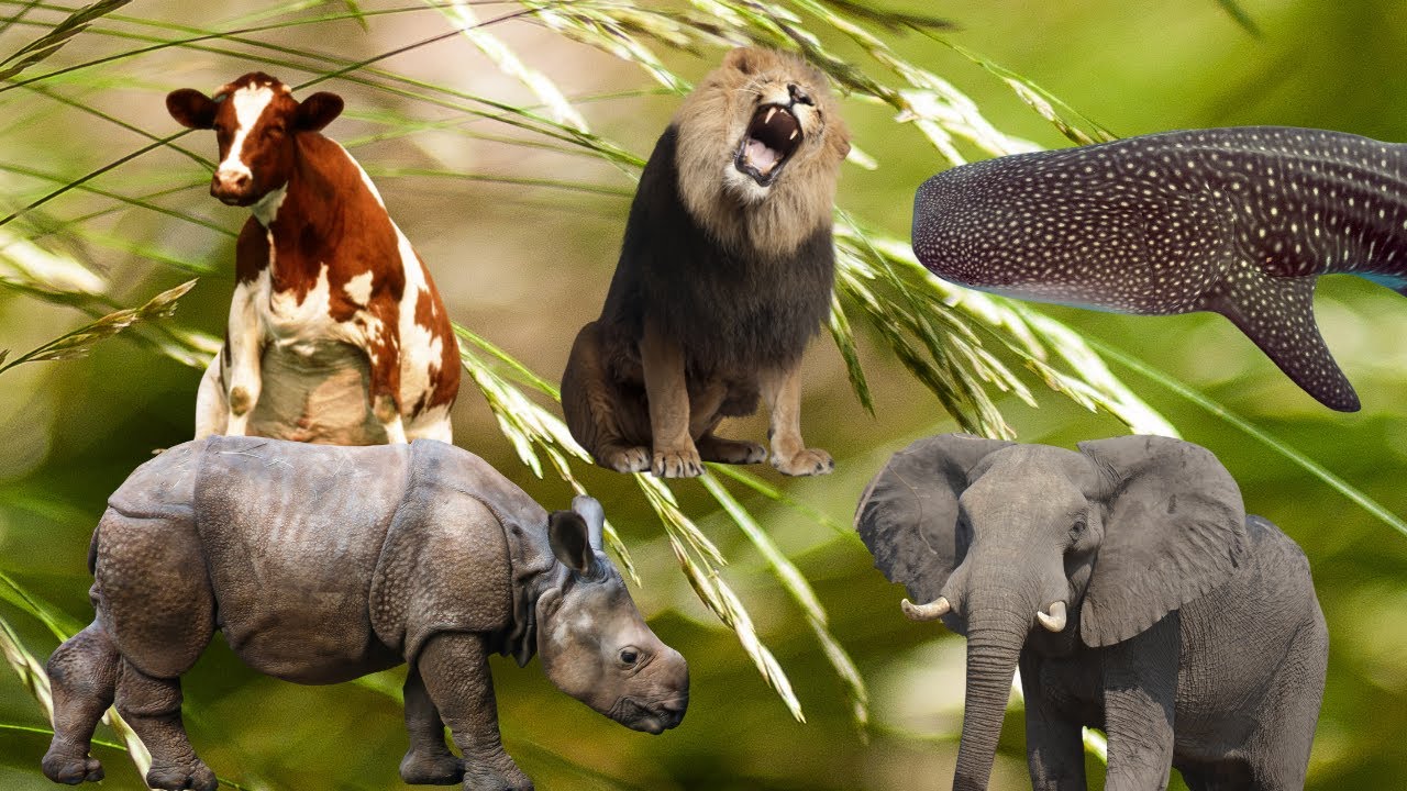 Big and Strong Animals: A Collection of Rhinoceros, Elephant, Cow ...