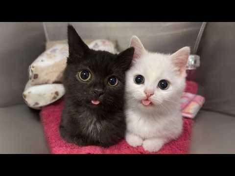 The Cutest and Funniest KITTENS Video of 2026 You've Ever Seen! 😍🤣