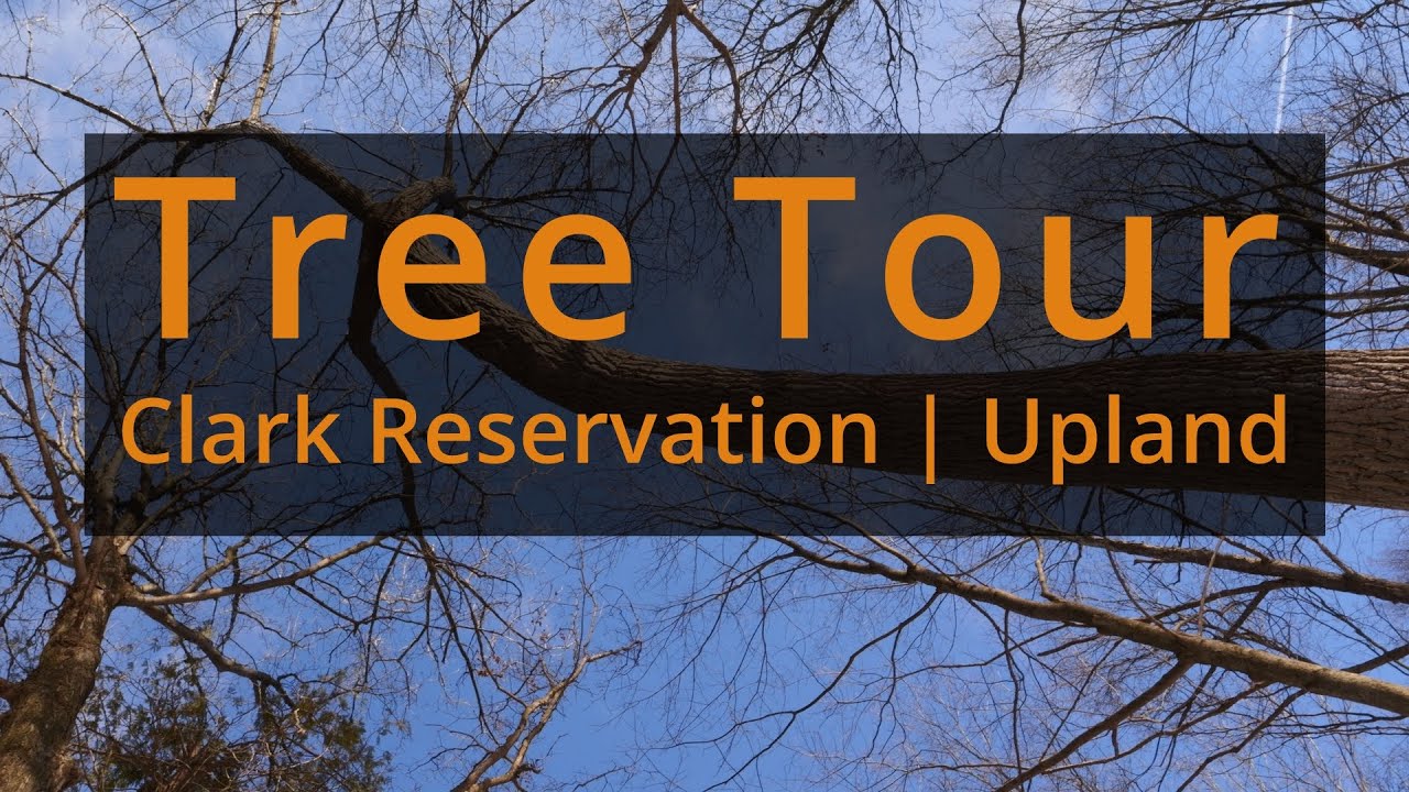 Tree Tour: Clark Upland - YouTube