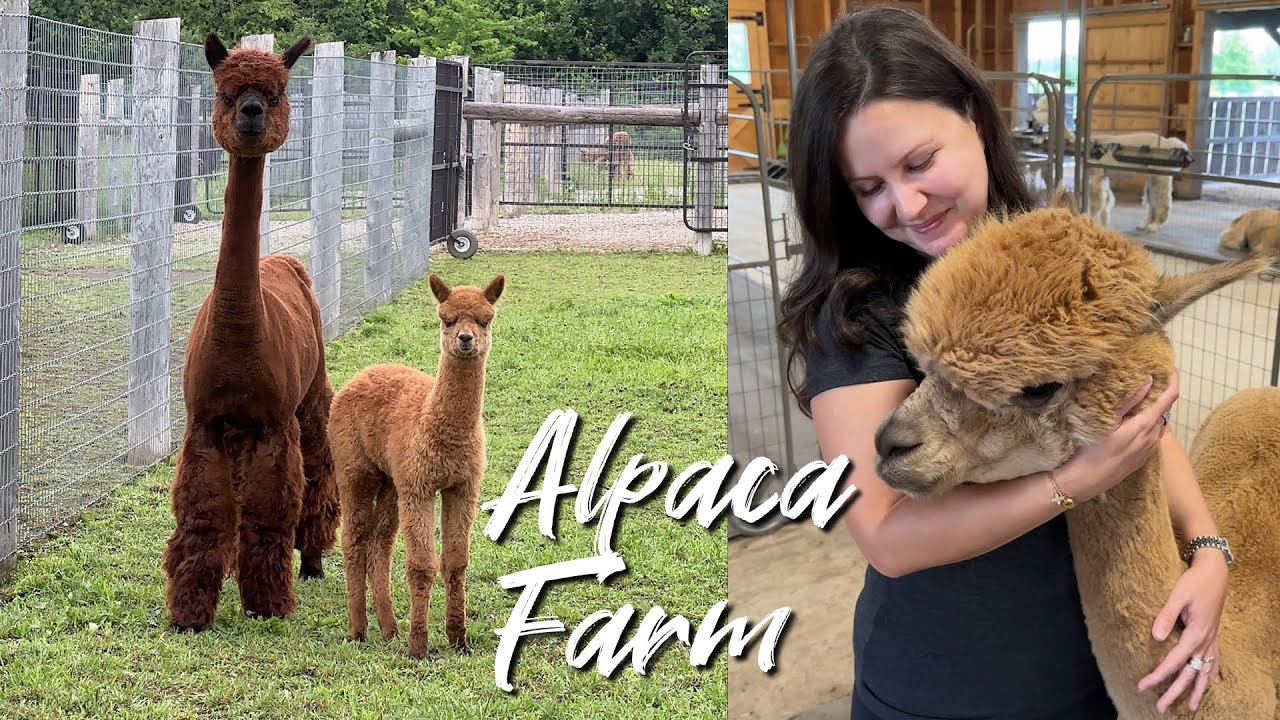 We Camped At An Alpaca Farm! - Harvest Hosts - YouTube