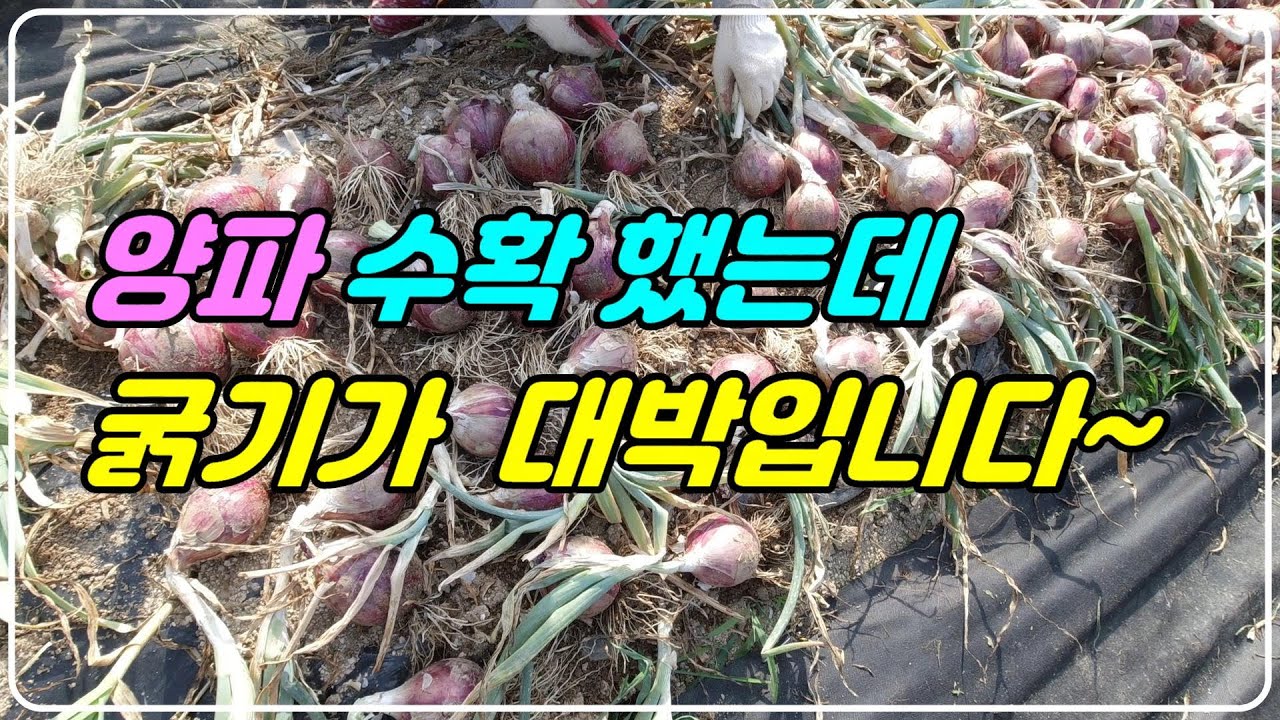 양파 수확하기 적양파 흰양파 모두 어른 주먹만하네요 와~~ 올해 양파 농사 대박입니다 Youtube
