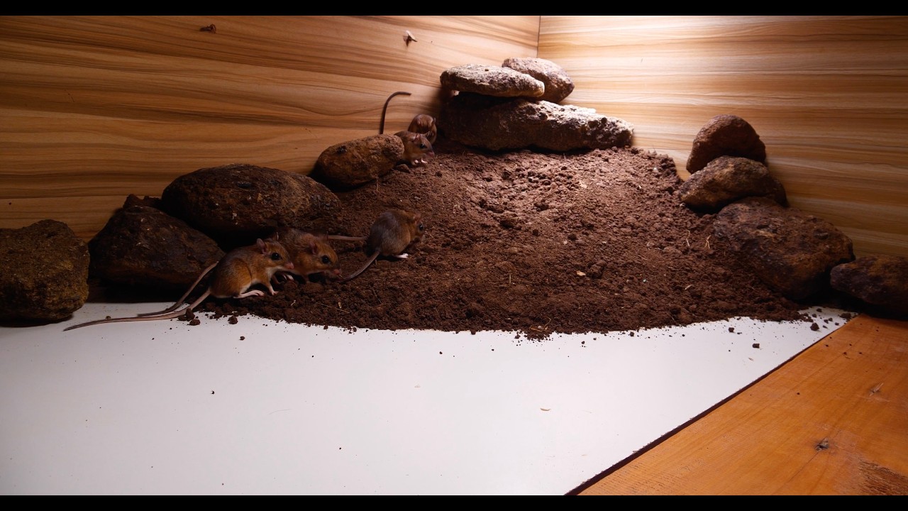 CAT TV 😹 Mice for cats to watch 4K 🐭 Adorable Mice Playing with Cat on ...