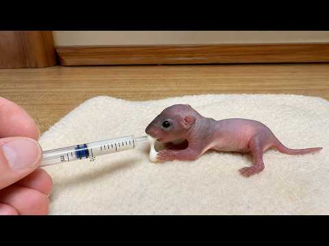 Rescued Pink Little Creature Grows Up And Refuses To Leave
