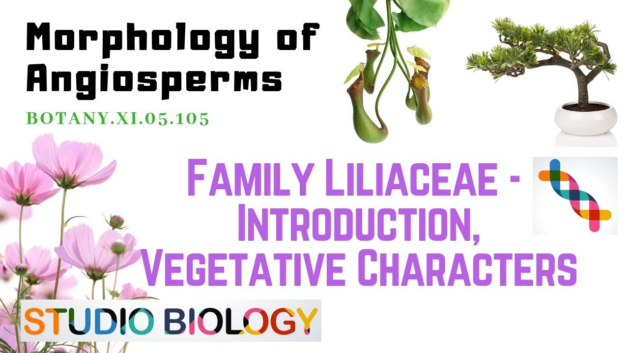 BOTANY XI.05.105 – Morphology of Angiosperms – Fam. Liliaceae ...