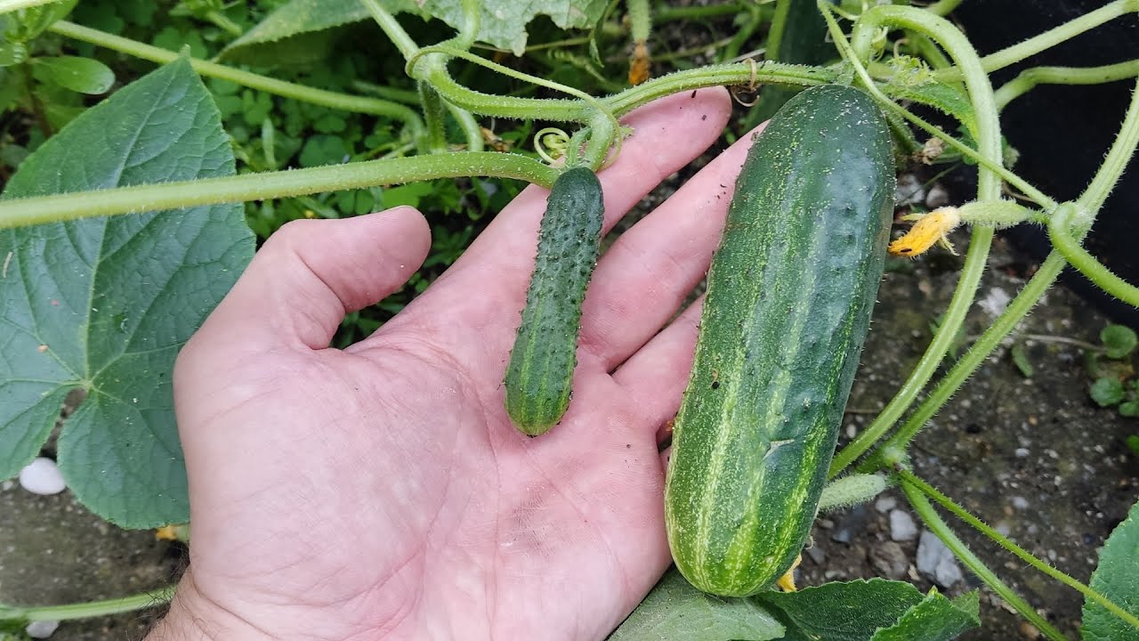 Čak i mrtve sadnice krastavaca počnu rasti. Najvažnije prvo gnojivo ...