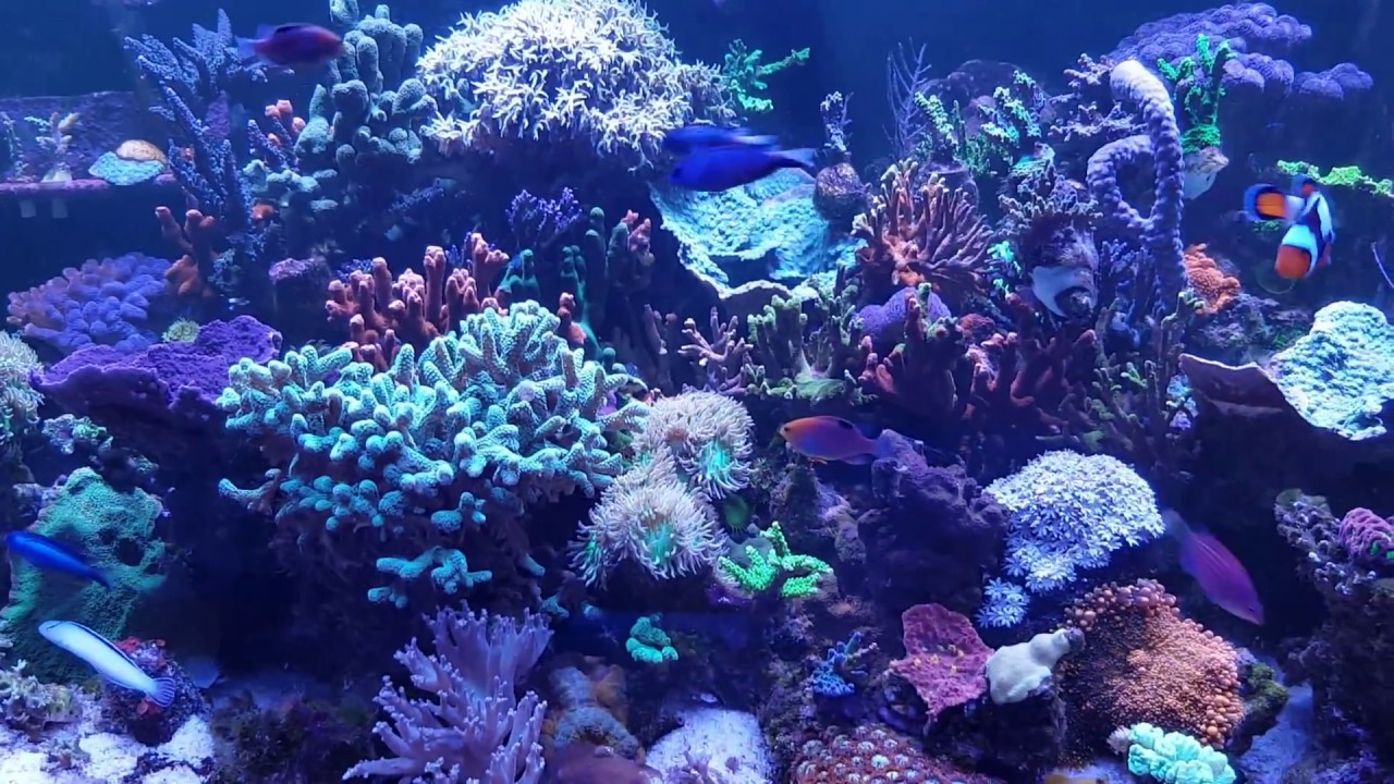 First video of my reef tank 2018 - YouTube