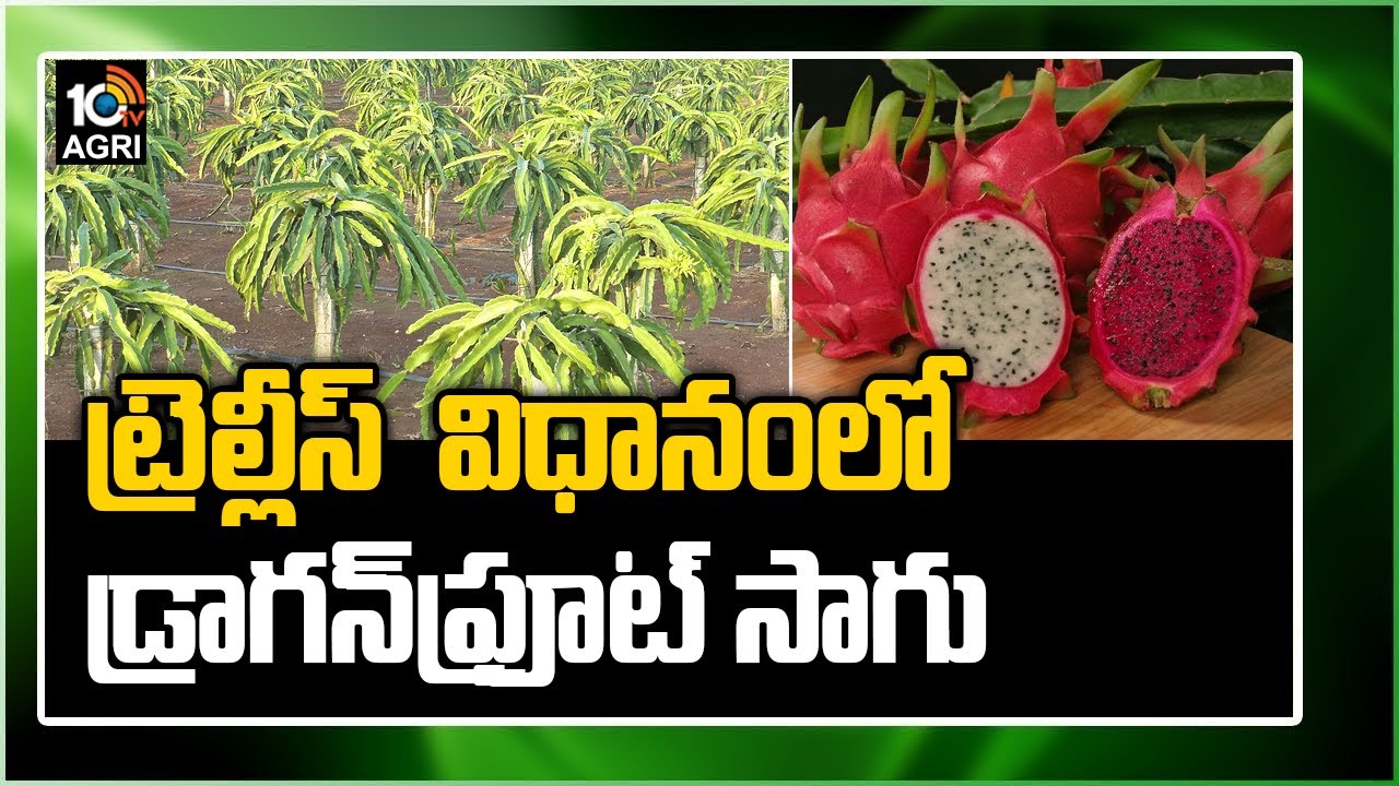 ట్రెల్లీస్ విధానంలో డ్రాగ‌న్‌ఫ్రూట్ సాగు | Dragon Fruit Farming ...
